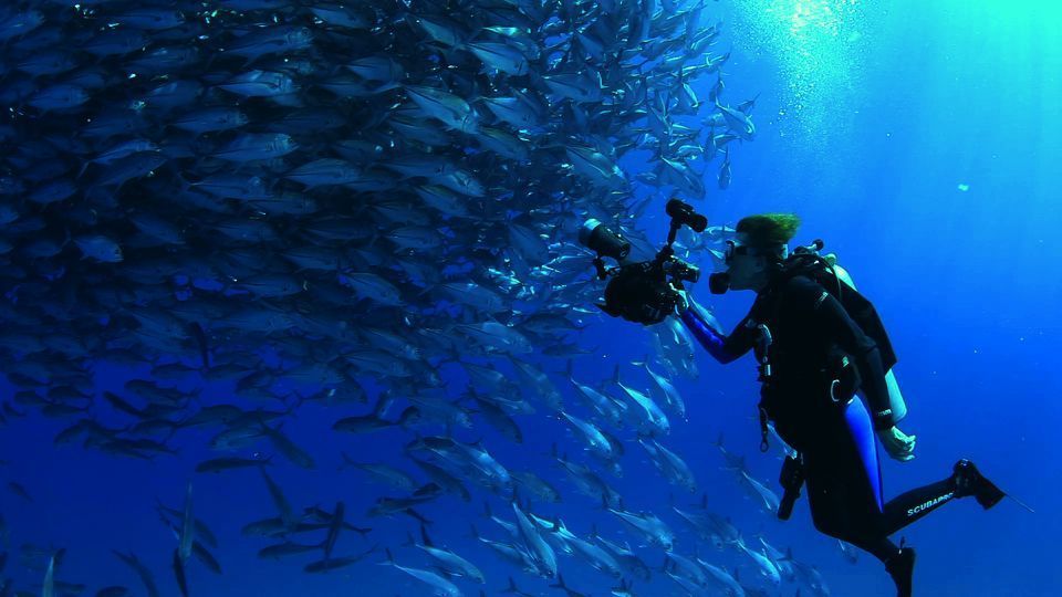 Mission Blue: Conversation with Dr Sylvia Earle - Overview